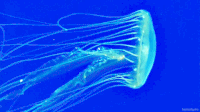 Jellyfish GIFs - Get the best gif on GIFER