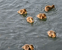 Ducklings GIFs - Get the best gif on GIFER