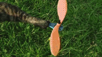 Catcopter GIFs - Get the best gif on GIFER