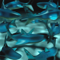 Shark GIFs - Get the best gif on GIFER