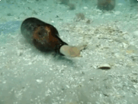 Emerging GIFs - Get the best gif on GIFER