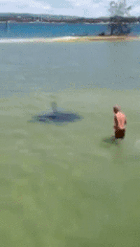 Stingray Leanbh Gif 2014 Corvette Stingray GIFs Find & Share On