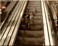Contraptions GIFs - Get the best gif on GIFER