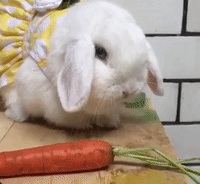 Animalcare GIFs - Get the best gif on GIFER