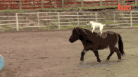 Riding GIFs - Get the best gif on GIFER