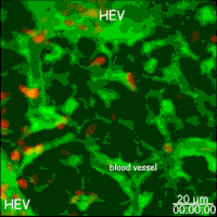 Fluorescence microscopy GIFs - Get the best gif on GIFER
