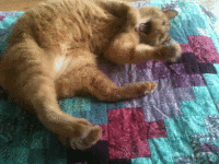 Twitching GIFs - Get the best gif on GIFER