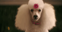 Goosebumps GIFs - Get the best gif on GIFER