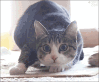 Describing GIFs - Get the best gif on GIFER