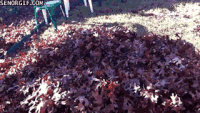 Pile GIFs - Get the best gif on GIFER