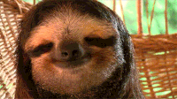 Sloths GIFs - Get the best gif on GIFER