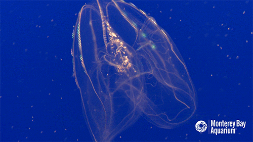 Comb jellyfish GIF - Conseguir o melhor gif em GIFER