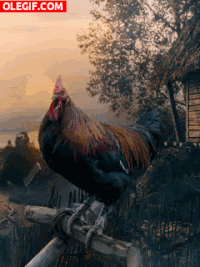 Gallo GIFs - Get the best gif on GIFER