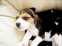 Beagle GIFs - Get the best gif on GIFER
