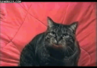 Transmission GIFs - Get the best gif on GIFER