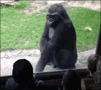 Zoo GIFs - Get the best gif on GIFER