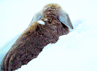 Folklore GIFs - Get the best gif on GIFER