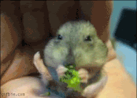 Broccoli GIFs - Get the best gif on GIFER