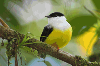 Birdwatching GIFs - Get the best gif on GIFER