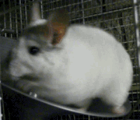 Chinchilla GIFs - Get the best gif on GIFER