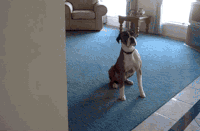 Boxer GIFs - Get the best gif on GIFER