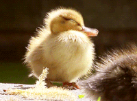 Duck GIFs - Get the best gif on GIFER