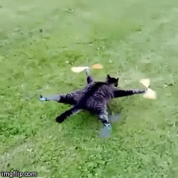 Cat helicopter GIFs - Obtenez le meilleur gif sur GIFER