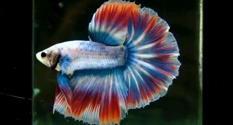Beta fish GIFs - Obtenez le meilleur gif sur GIFER