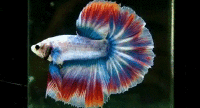 Betta GIFs - Get the best gif on GIFER