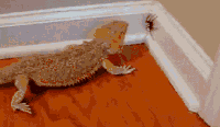 Lizards GIFs - Get the best gif on GIFER