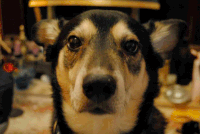 Argh GIFs - Get the best gif on GIFER