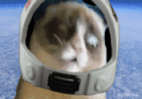 Grumpy cat GIF - Conseguir o melhor gif em GIFER