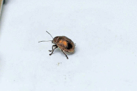 Beetle GIFs - Get the best gif on GIFER