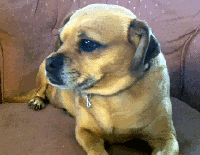 Shaky GIFs - Get the best gif on GIFER