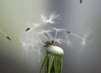 Wind GIFs - Get the best gif on GIFER