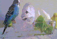 Budgie GIFs - Get the best gif on GIFER