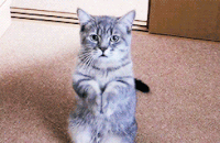 Katzen GIFs - Get the best gif on GIFER