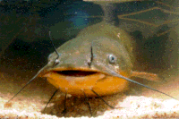 Catfish GIFs - Get the best gif on GIFER