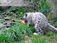 Mince GIFs - Get the best gif on GIFER