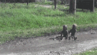 Mud GIFs - Get the best gif on GIFER