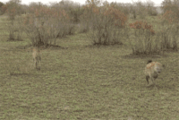 Antelope GIFs - Get the best gif on GIFER