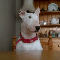 Table manners GIFs - Get the best gif on GIFER