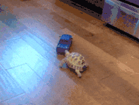 Tortoise GIFs - Get the best gif on GIFER
