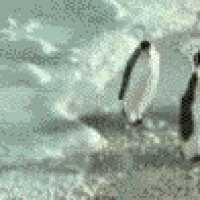 Penguin GIFs - Get the best gif on GIFER