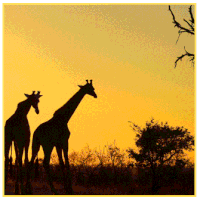 Africa GIFs - Get the best gif on GIFER