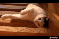 Sliding GIFs - Get the best gif on GIFER