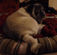 Attempt GIFs - Get the best gif on GIFER