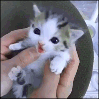 Guard GIFs - Get the best gif on GIFER