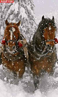 Caballos GIFs - Get the best gif on GIFER