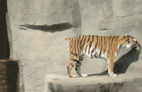Tigers GIFs - Get the best gif on GIFER